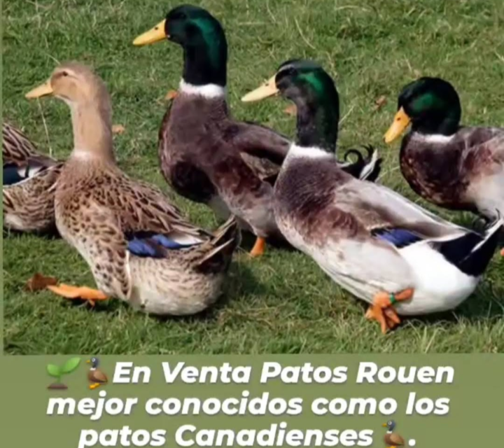 patos canadienses – AGROENLACE