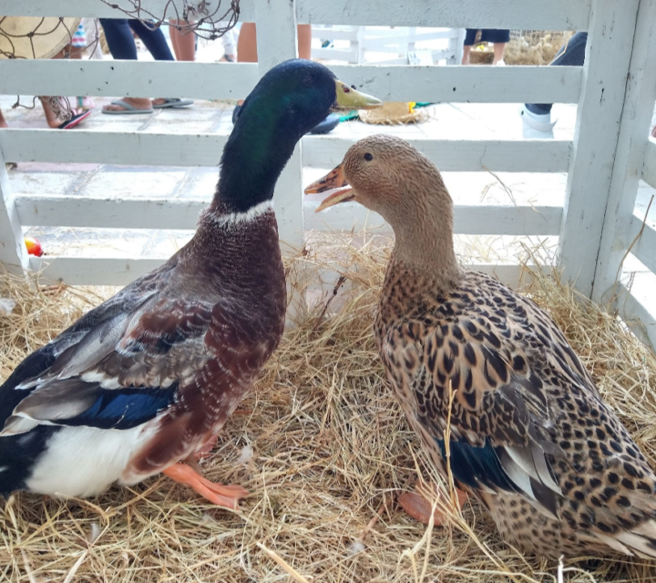 patos canadienses – AGROENLACE