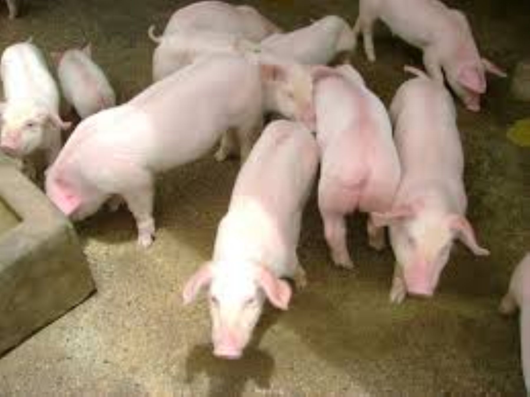 ventas de cerdos – AGROENLACE