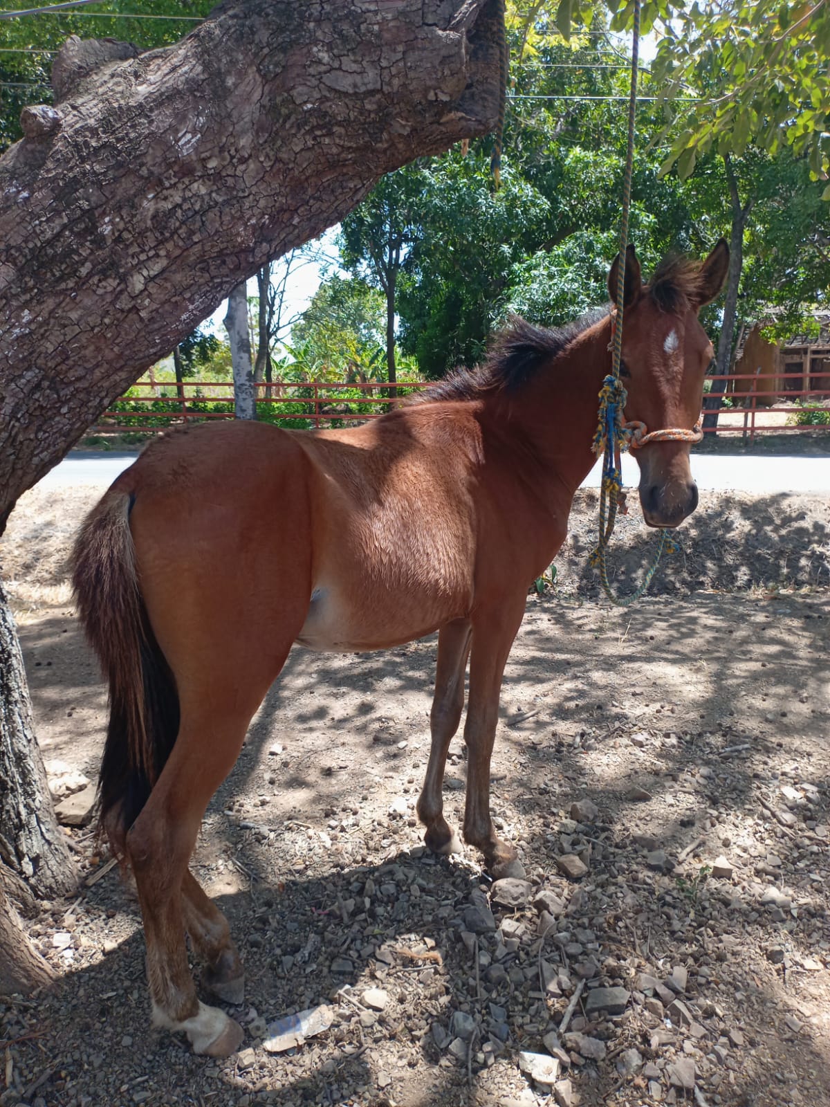 Potrillo de 13 meses – AGROENLACE