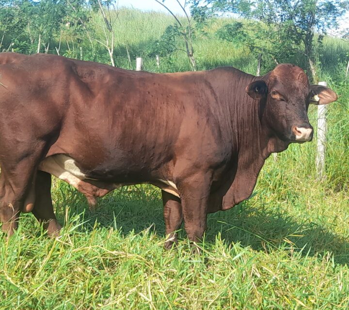 Ganado Beefmaster – AGROENLACE
