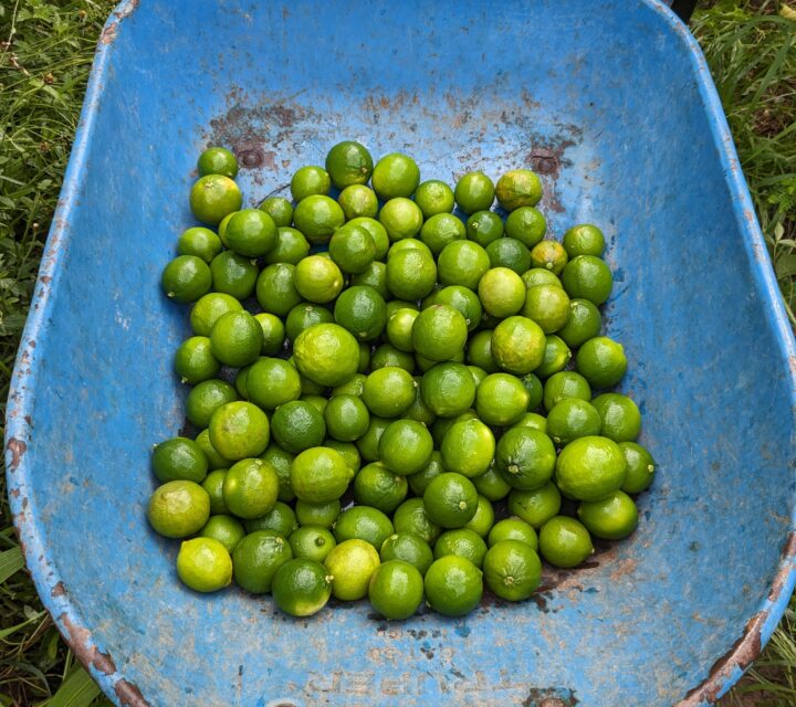 Limón Persa Orgánico – AGROENLACE