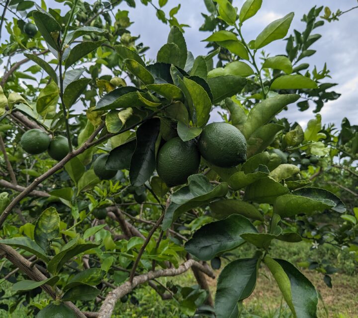 Limón Persa Orgánico – AGROENLACE
