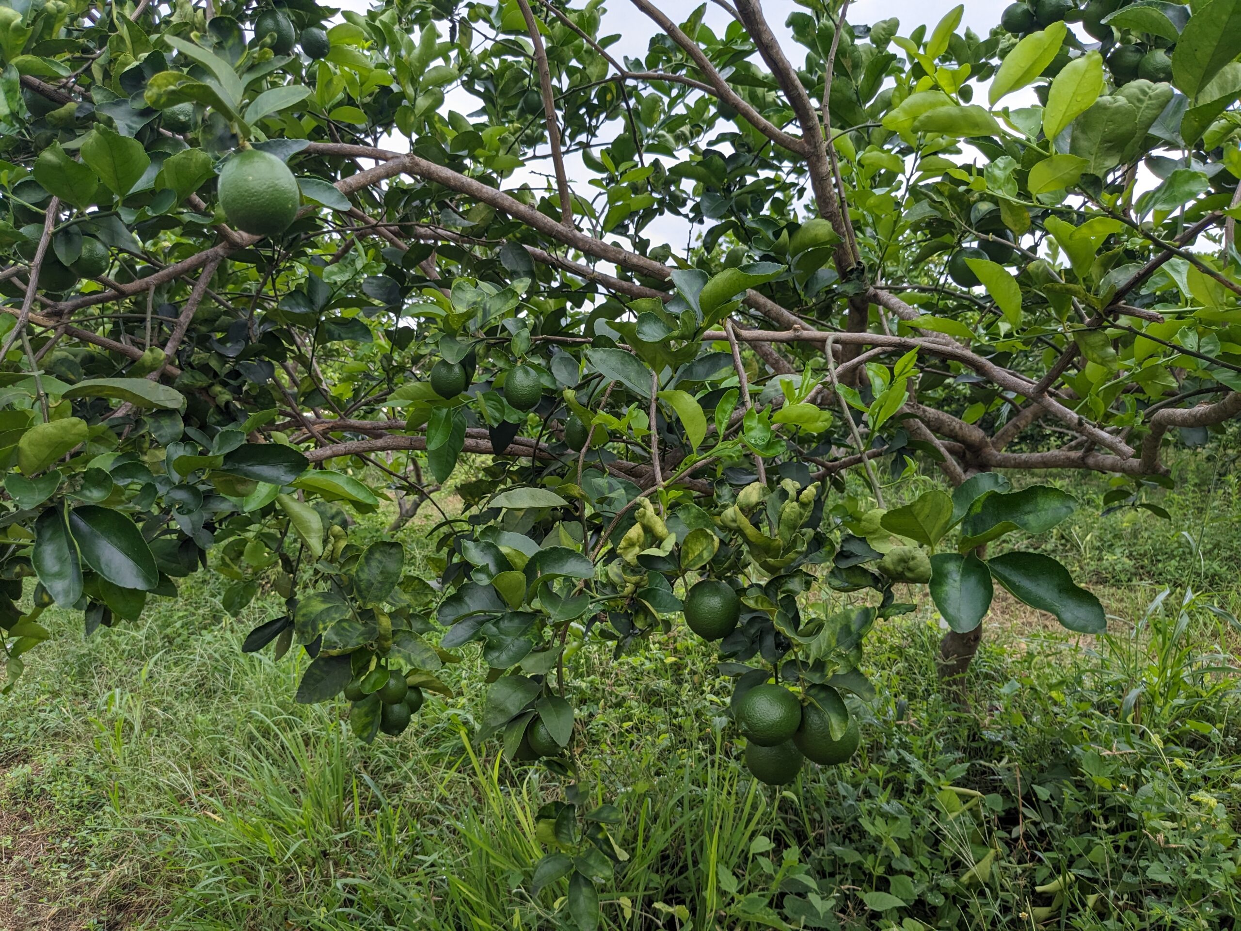 Limón Persa Orgánico – AGROENLACE