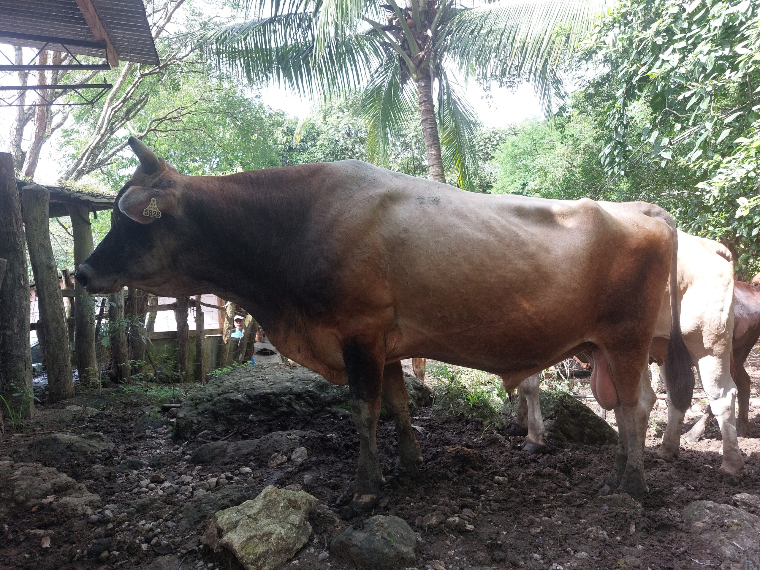Toro Jersey 100% Puro – AGROENLACE
