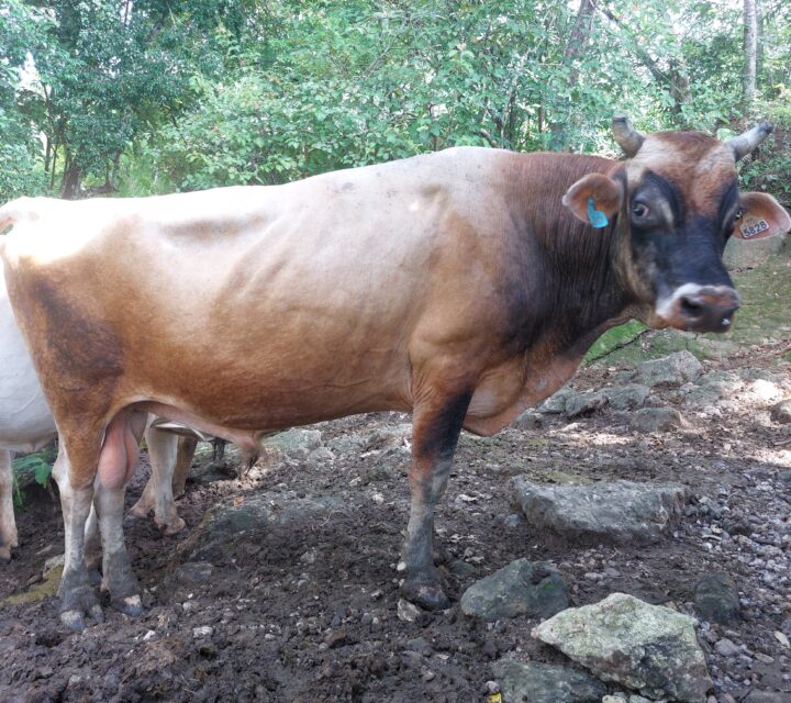 Toro Jersey 100% Puro – AGROENLACE