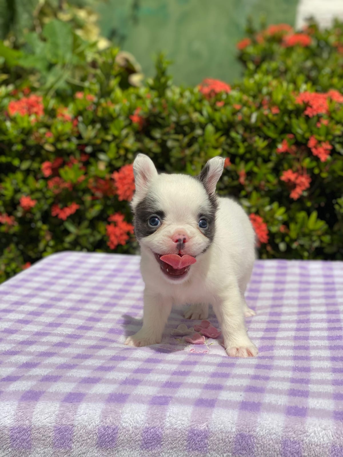 Buldog Francés Pied Blue FLuffy Pelo largo hembra – AGROENLACE