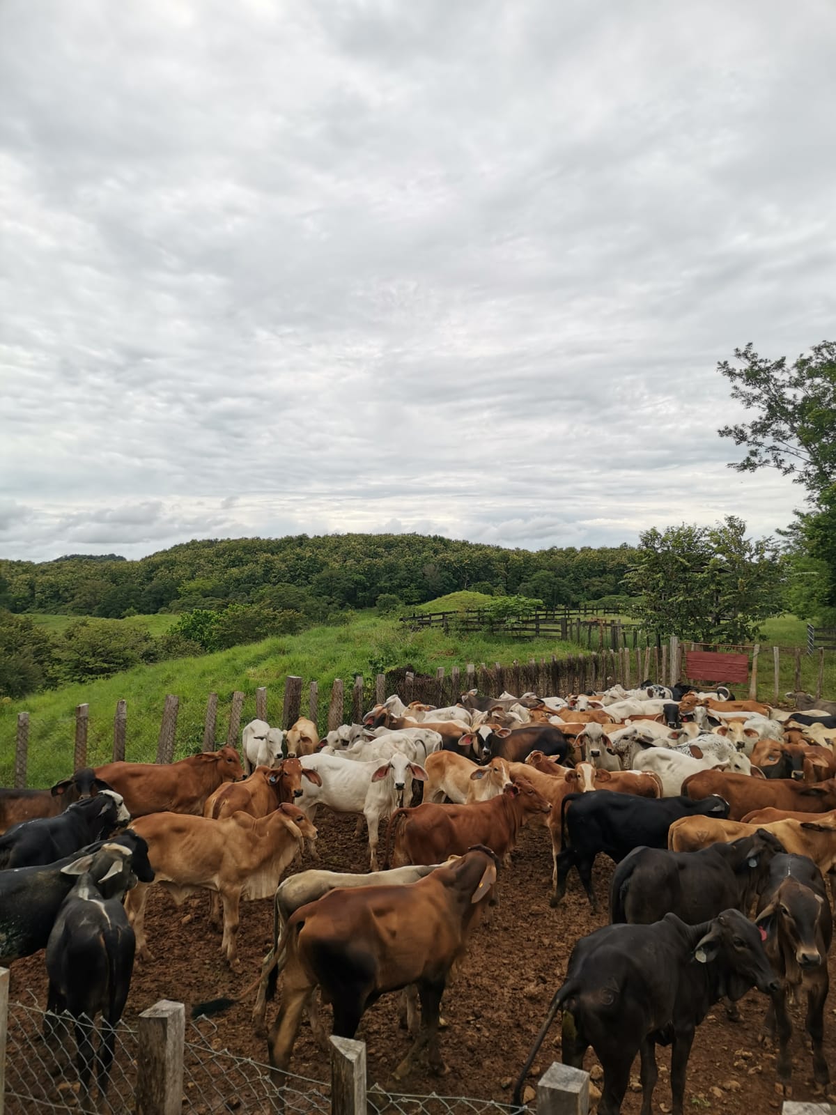 VENTA DE FINCA GANADERA – AGROENLACE
