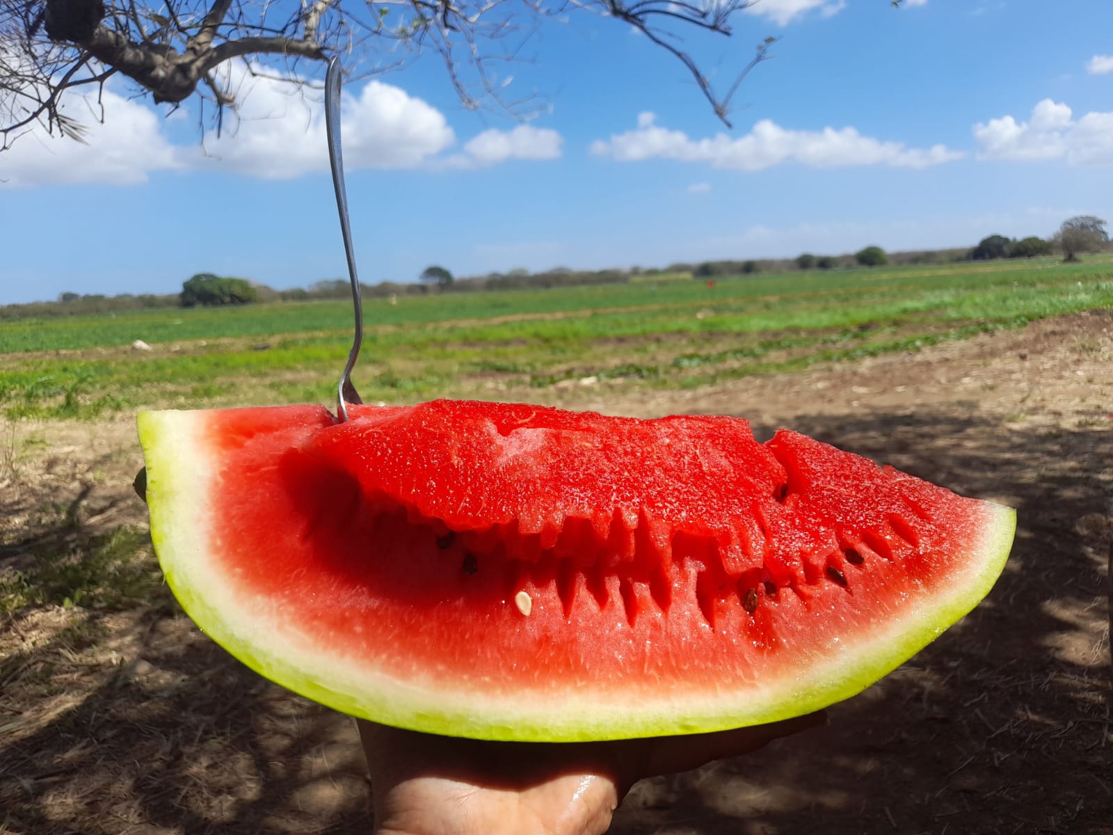 Sandía Quetzalí, Melón – AGROENLACE