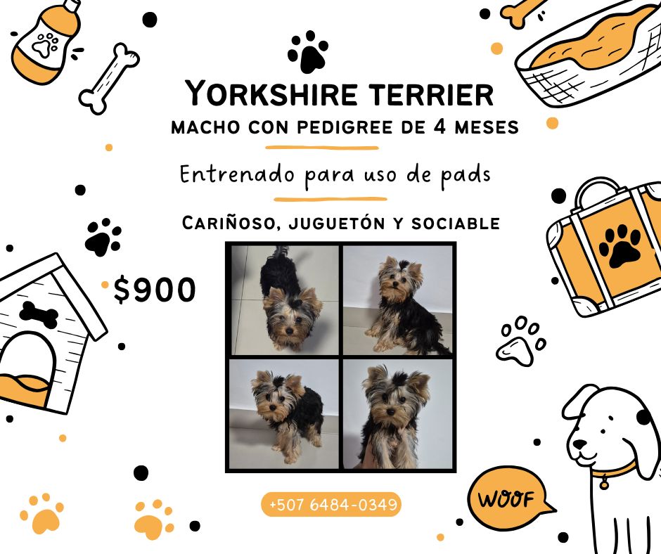 Yorkie con Pedigree, chip, vacunas al dia. Macho – AGROENLACE