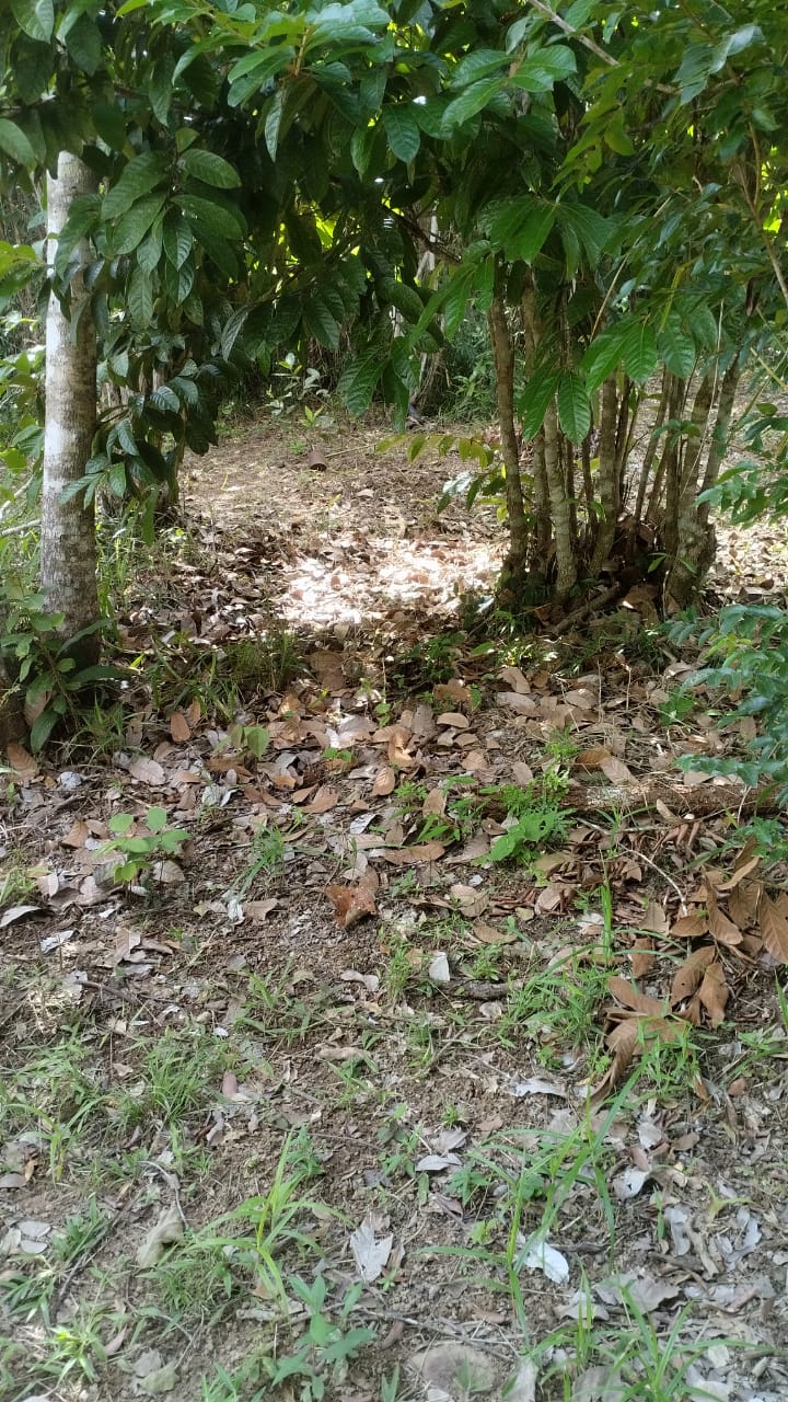 Venta de Finca Santa Cruz, Distrito de Penonomé, República de Panamá ...