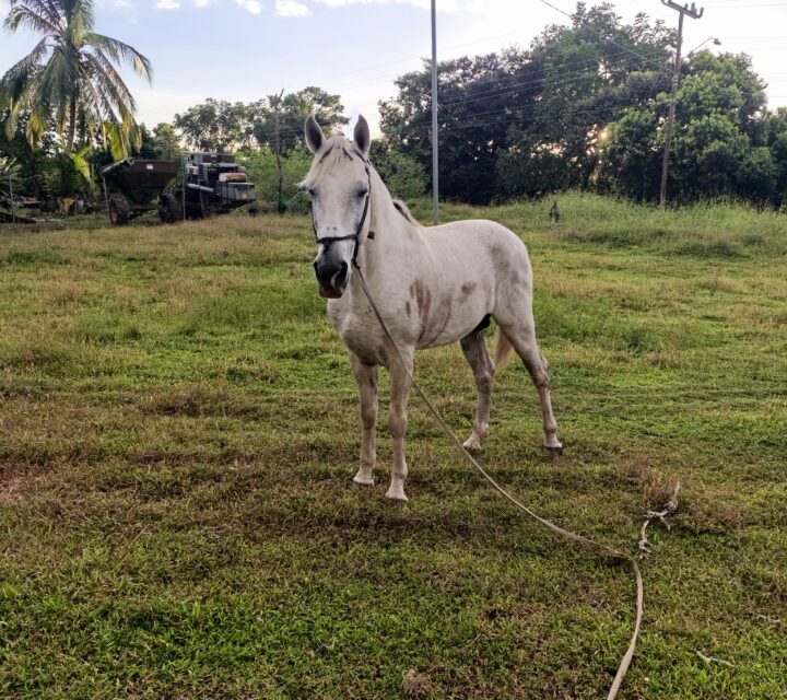 Caballo tordillo – AGROENLACE