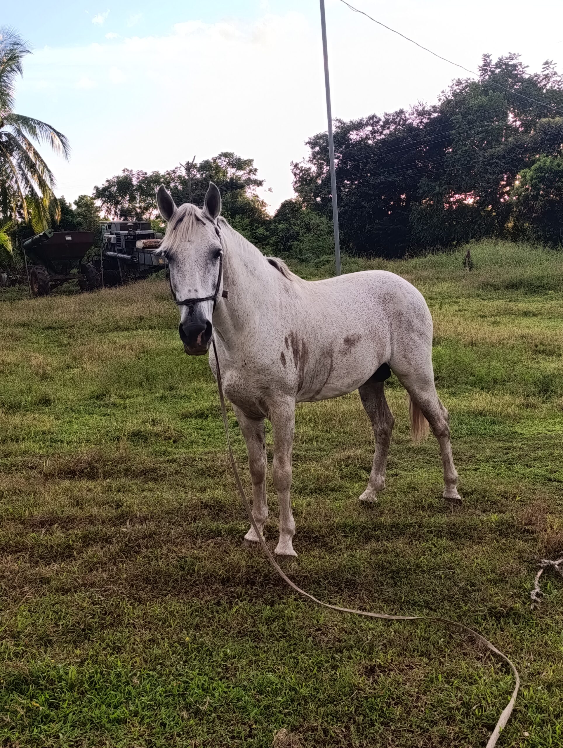 Caballo tordillo – AGROENLACE